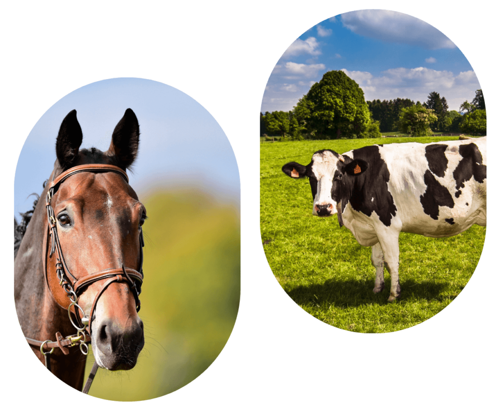 Farm Call And Large Animal In Hayden, ID 83835 | Doc Holly Pet Vet