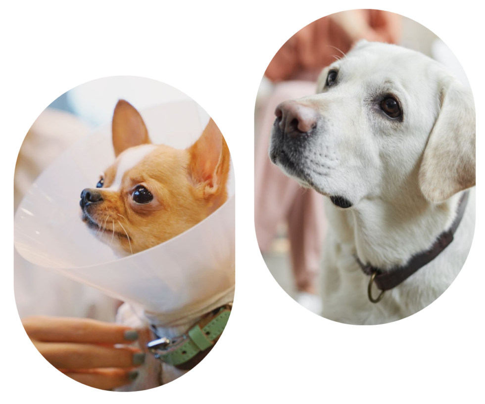 Pet General Surgery In Hayden, ID 83835 | Doc Holly Pet Vet